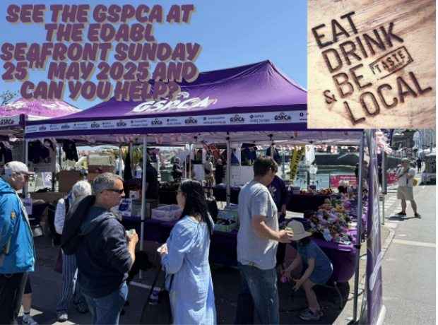 See the GSPCA at the EDABL Seafront Sunday 25th May 2025 and can you help? | GSPCA Guernsey