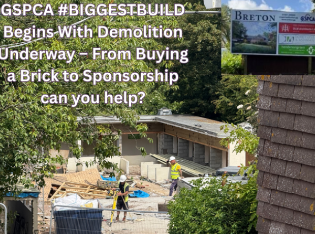 GSPCA #BIGGESTBUILD Begins With Demolition Underway – From Buying a Brick to Sponsorship can you ...