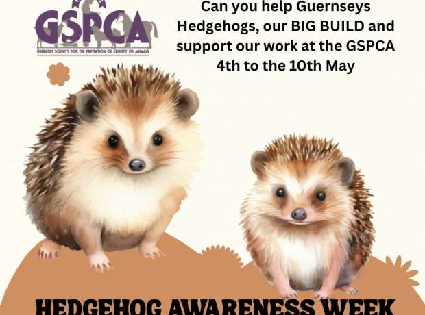 Hedgehog Awareness Week - Can you help Guernseys Hedgehogs, our BIG BUILD and support our work ...