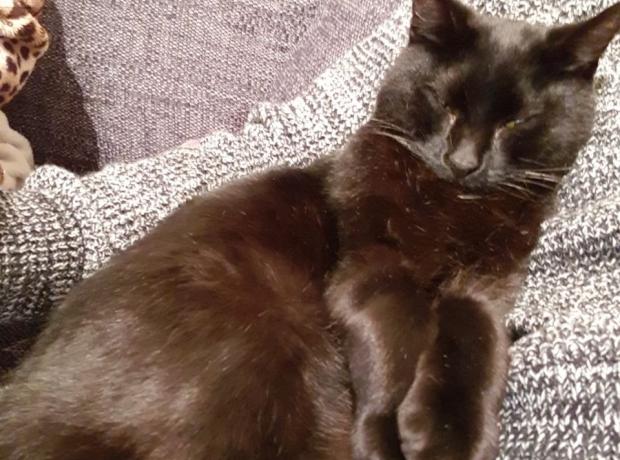 Durand was found as a scabby stray cat and is now happy, well and ...
