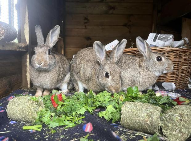 GSPCA Purple Month – Half Term Educational Guided Tours, meet some of ...
