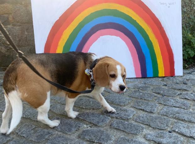 IMPORTANT INFORMATION FROM THE GSPCA - Hot Cars Kill Dogs & with social ...