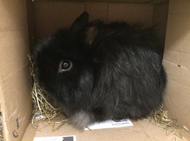 It's not the Easter Bunny it's a stray rabbit found on Victoria Avenue ...