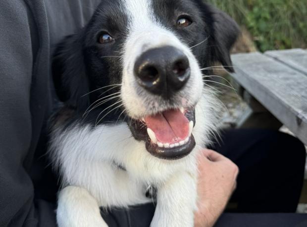Apollo the 2 year old collie’s life saving appeal and crowdfunding page ...