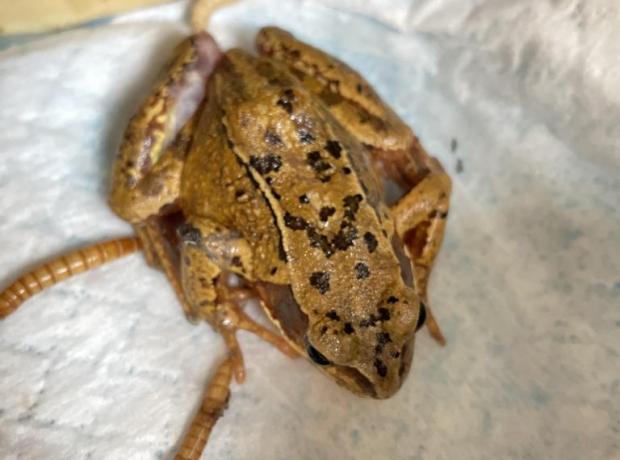 Very poorly Frank the frog rescued, rehabilitated and released back to ...
