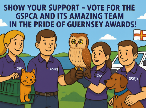 Show Your Support – Vote for the GSPCA and Its Amazing Team in the ...