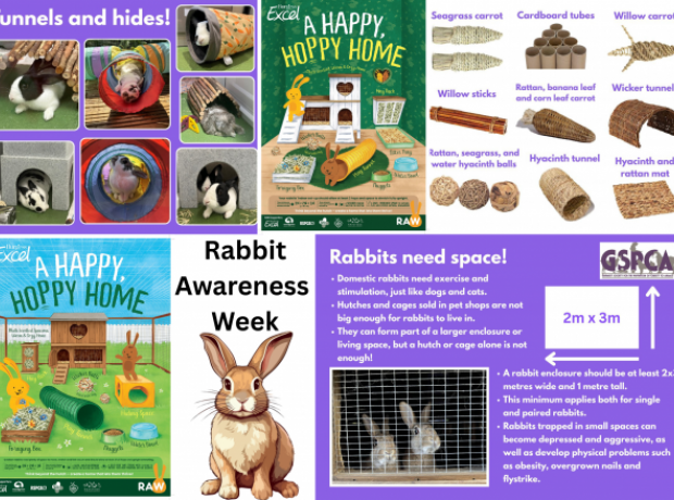 GSPCA Celebrate Rabbit Awareness Week with lots of advice and a special ...