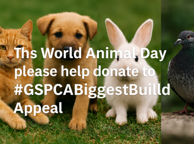 Today is World Animal Day - Please help the 100's animals at the GSPCA ...