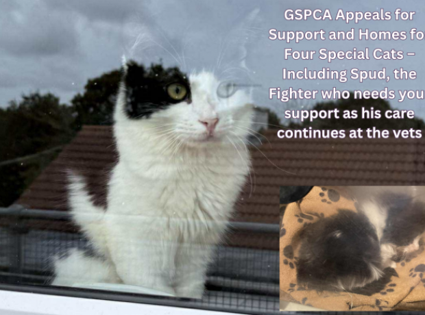 GSPCA Appeals for Support and Homes for Four Special Cats – Including ...