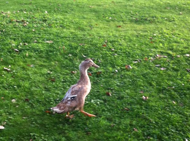 Gert Reports on Mocha | GSPCA Guernsey